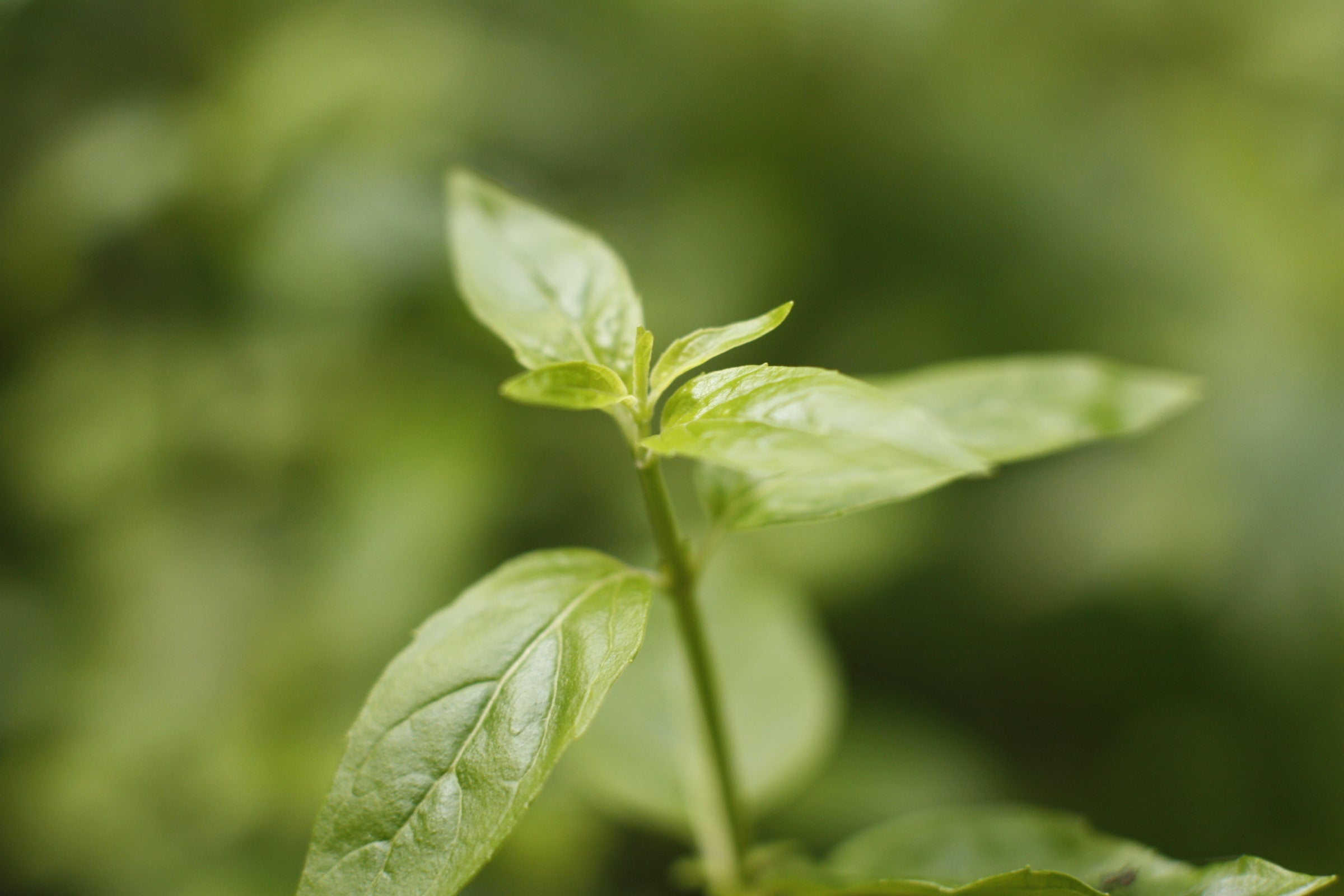 Native Australian River Mint: A Natural Skincare Hero – Corindi
